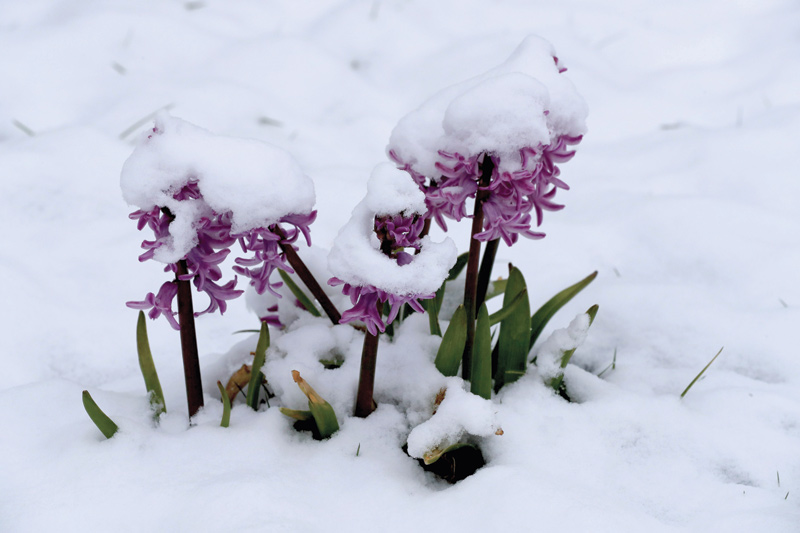 - الموقع الرسمي لجريدة عمان